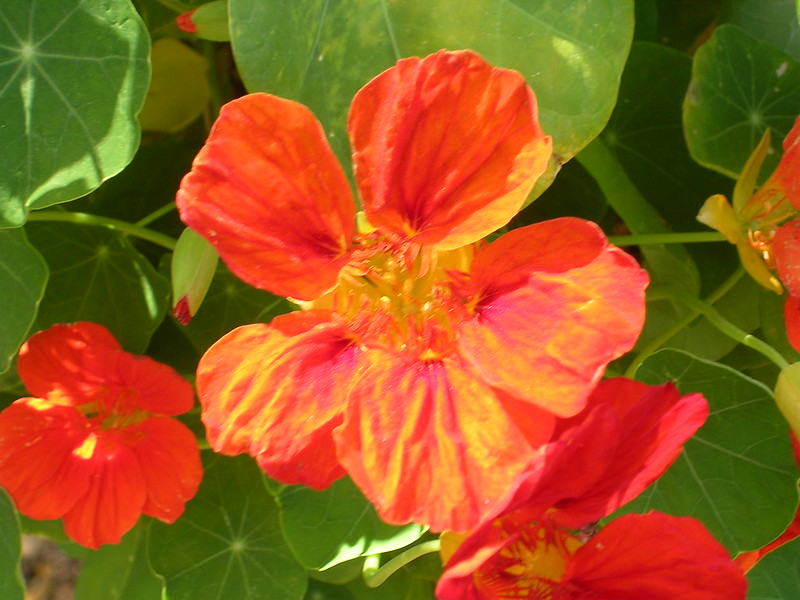 Overvloed van planten - Philip Forrer - Brongenoten